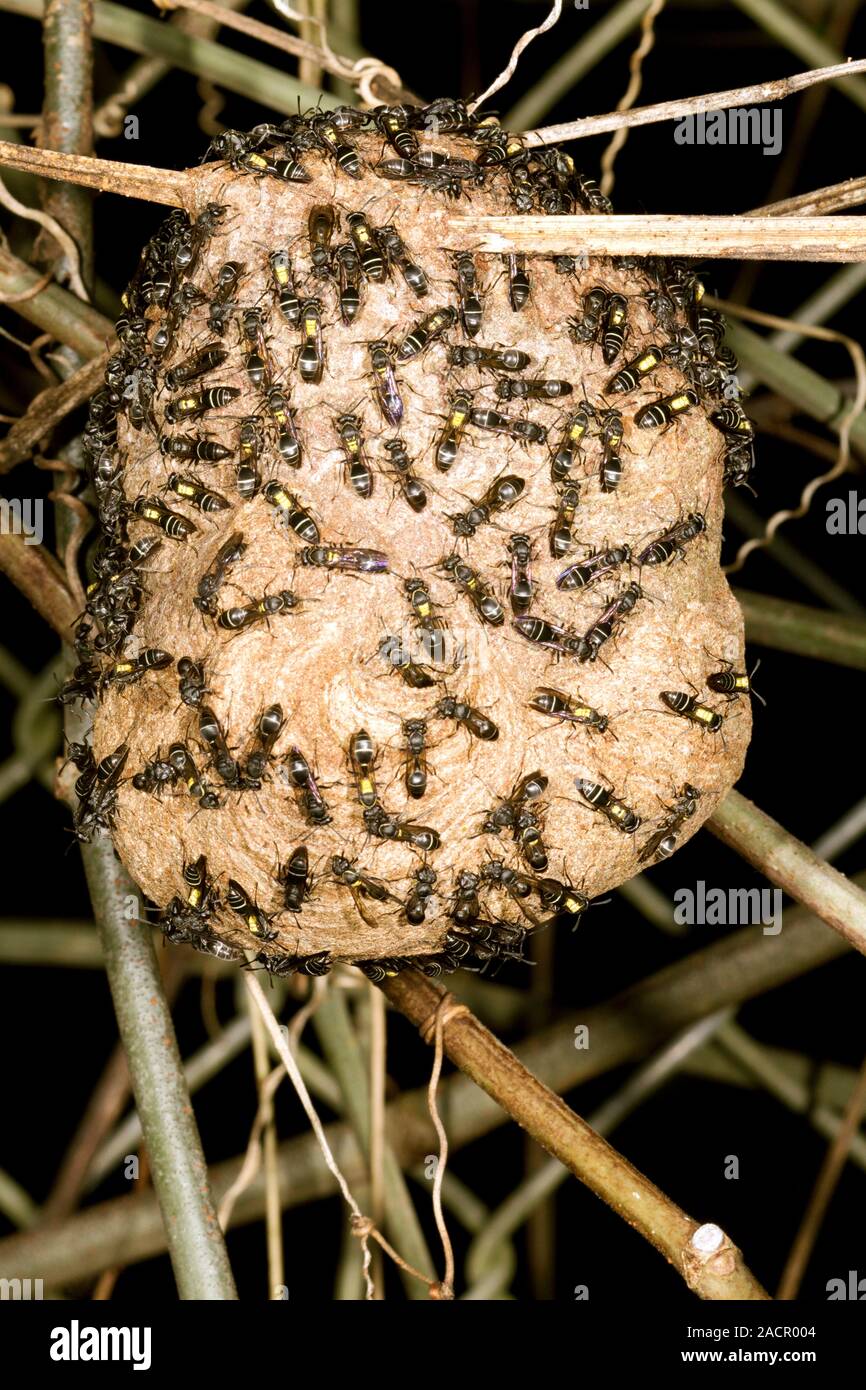 Tropical wasps nest. This nest has been formed around the stalks of ...