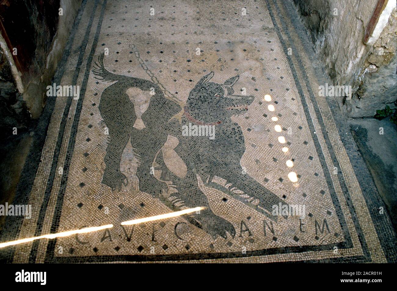 Cave Canem mosaic. View of the Cave Canem (Beware of the Dog) mosaic in ...
