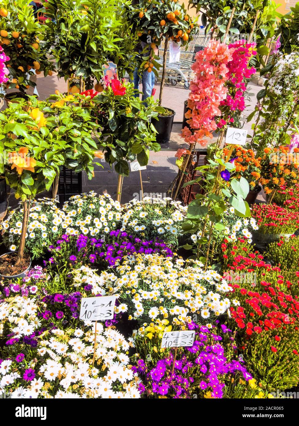 Various cut flowers, background Stock Photo - Alamy
