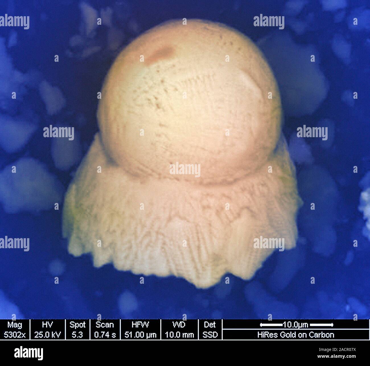 Gunshot residue. Coloured scanning electron micrograph (SEM) of gunshot ...