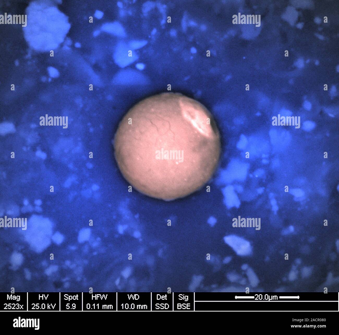 Gunshot residue. Coloured scanning electron micrograph (SEM) of gunshot ...