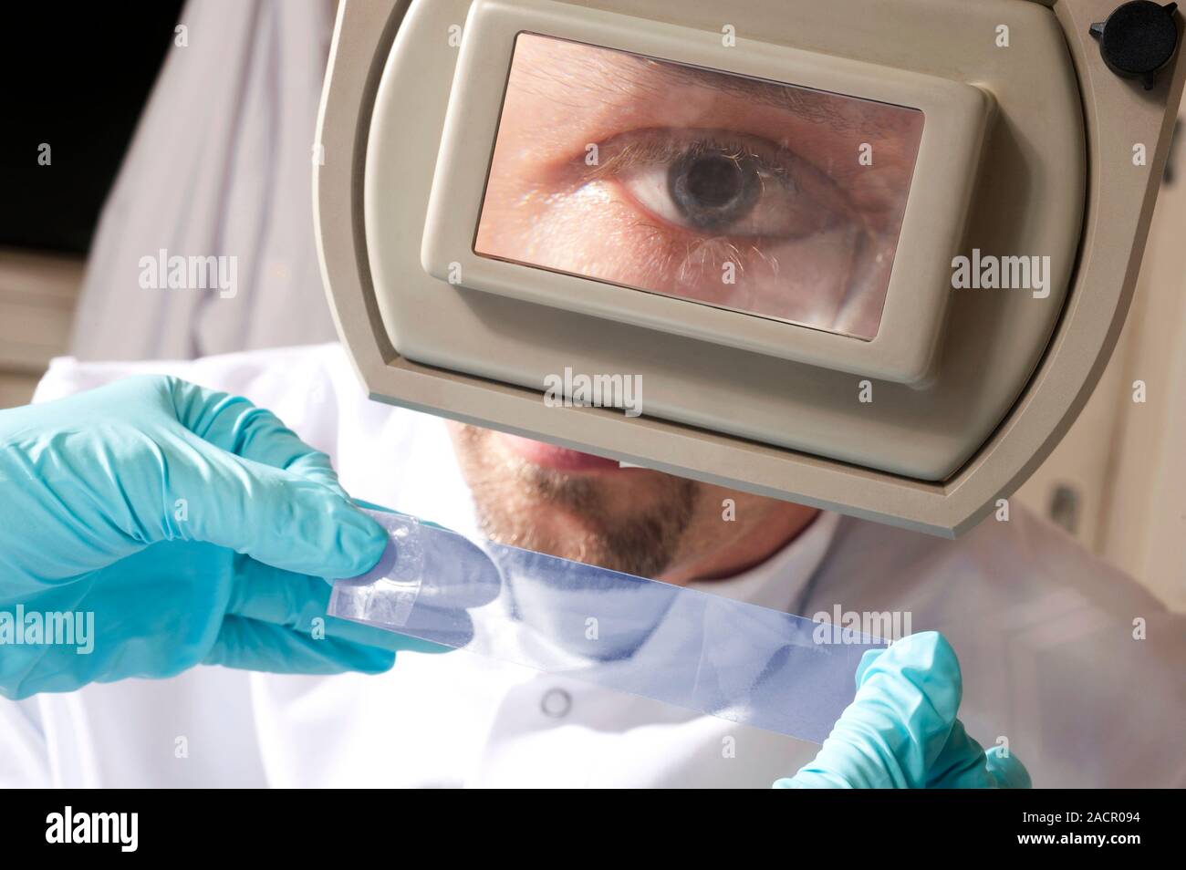 Forensic fibre analysis. Forensic scientist looking at a sample tape ...