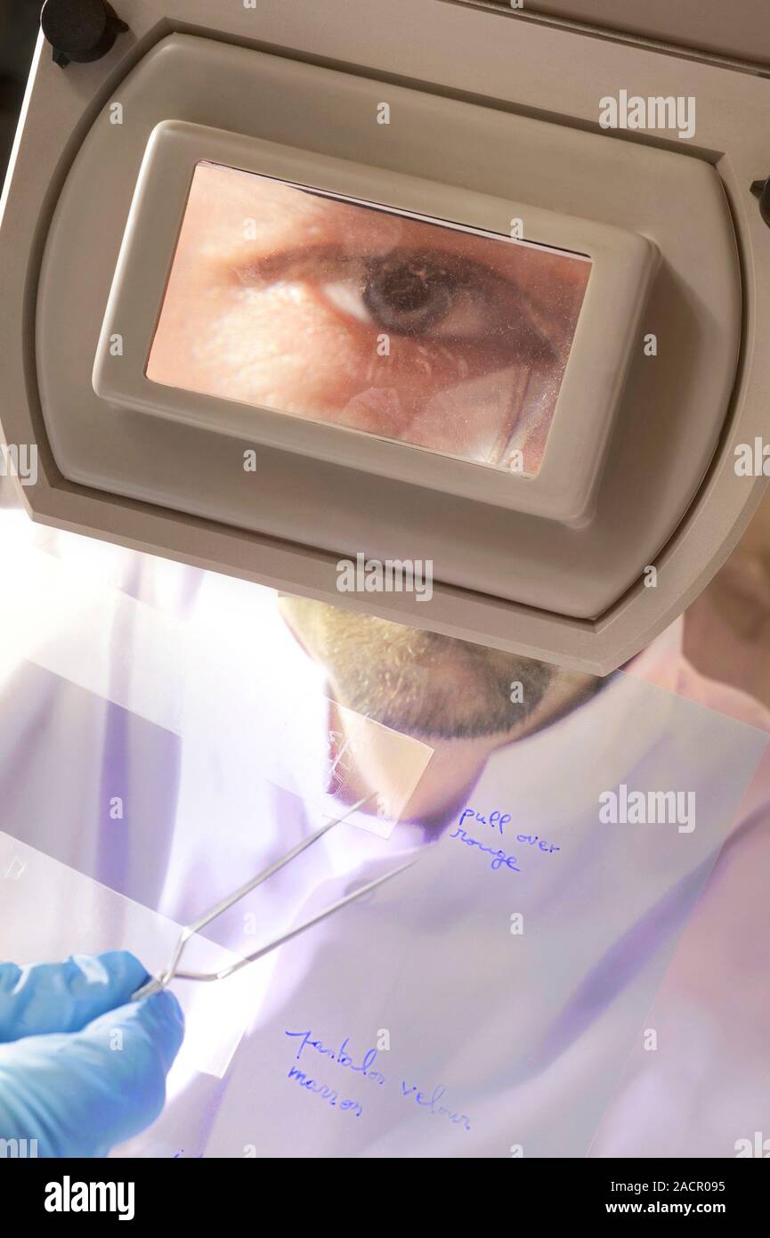 Forensic fibre analysis. Forensic scientist looking at a sample tape ...