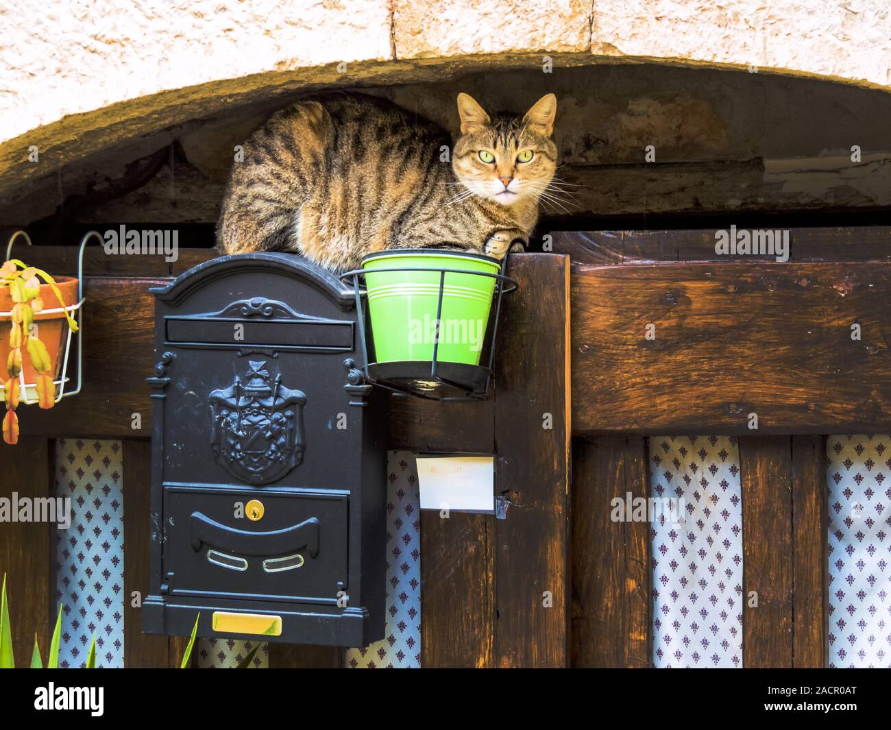 Postkatzen hi-res stock photography and images - Alamy
