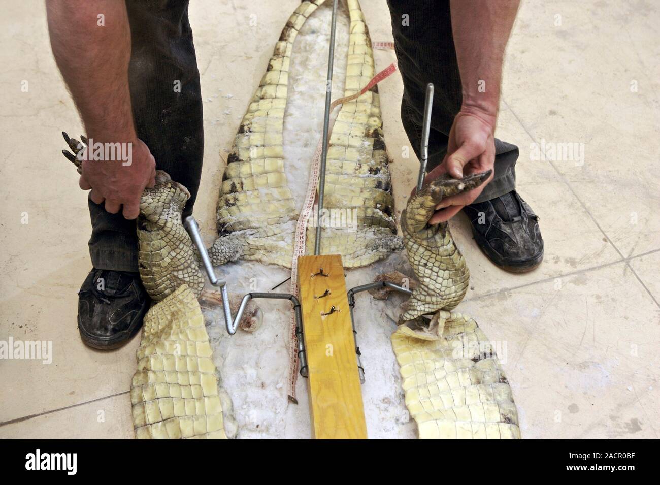 Crocodile taxidermy. Taxidermist preserving and stuffing the skin of a ...