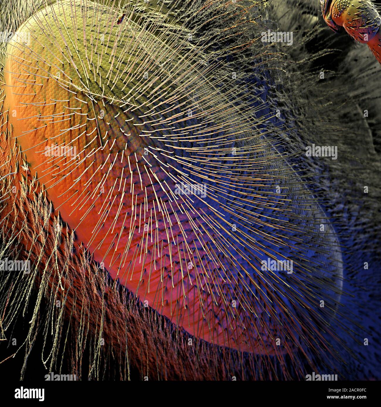 Honey Bee Eye Coloured Scanning Electron Micrograph Sem Of The Compound Eye Of A Honey Bee