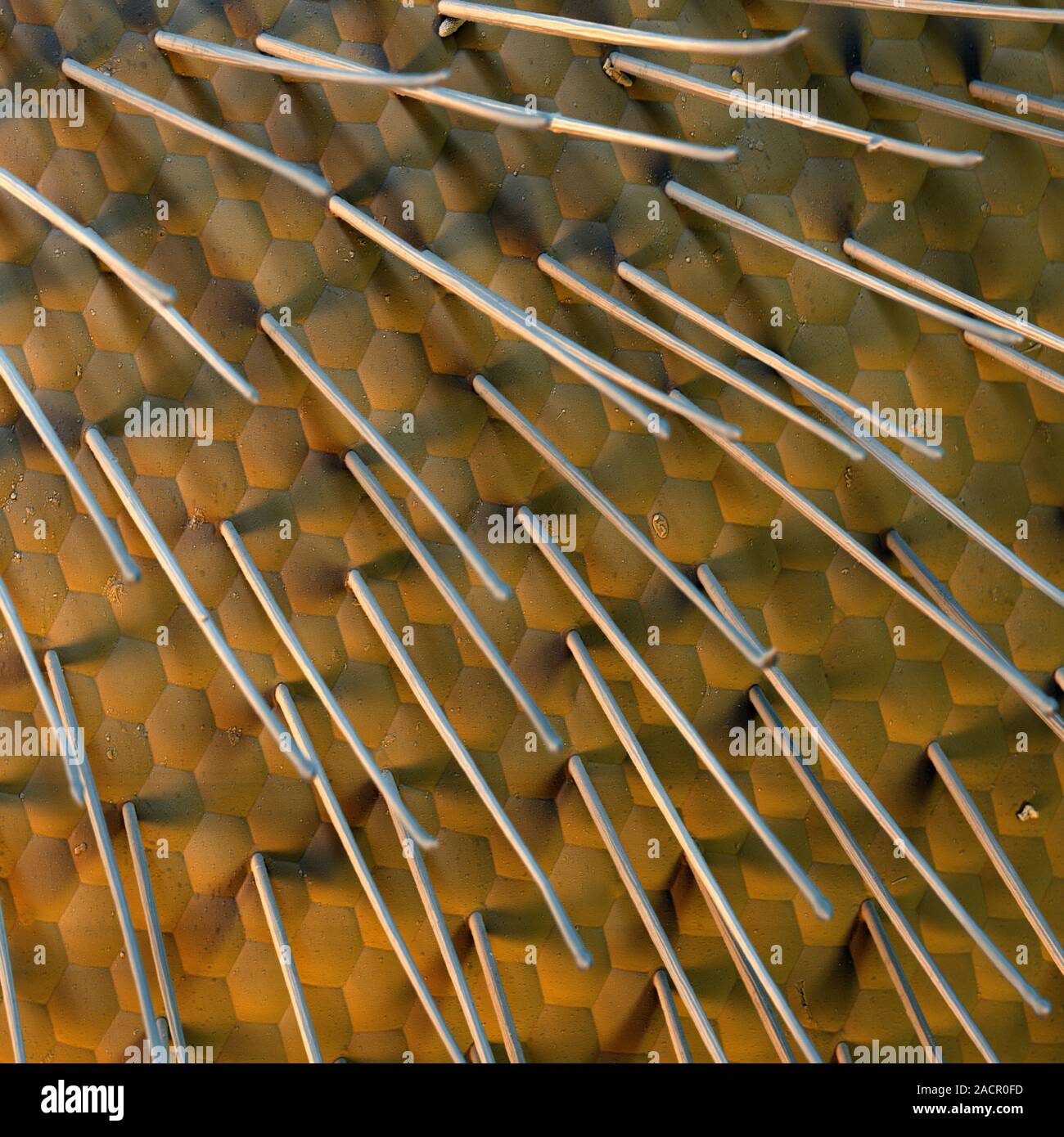 Honey Bee Eye Coloured Scanning Electron Micrograph Sem Of The Compound Eye Of A Honey Bee
