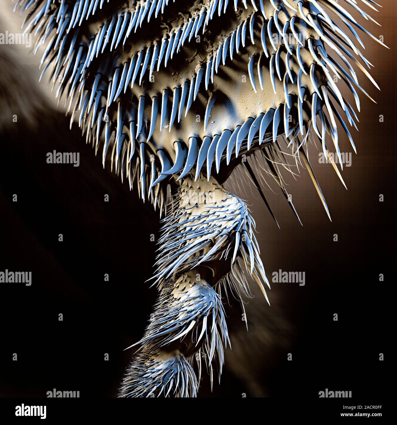 Honey Bee Leg Coloured Scanning Electron Micrograph Sem Of The Leg Eye Of A Honey Bee Apis