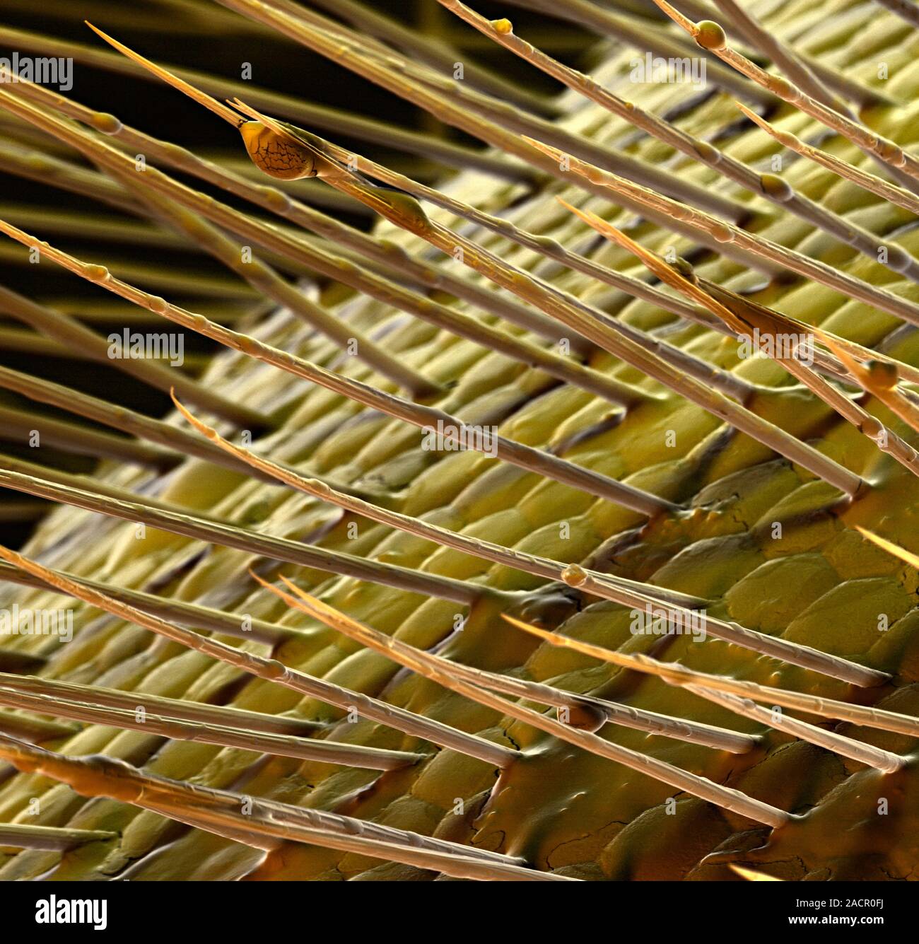 Honey Bee Eye Coloured Scanning Electron Micrograph Sem Of The Compound Eye Of A Honey Bee