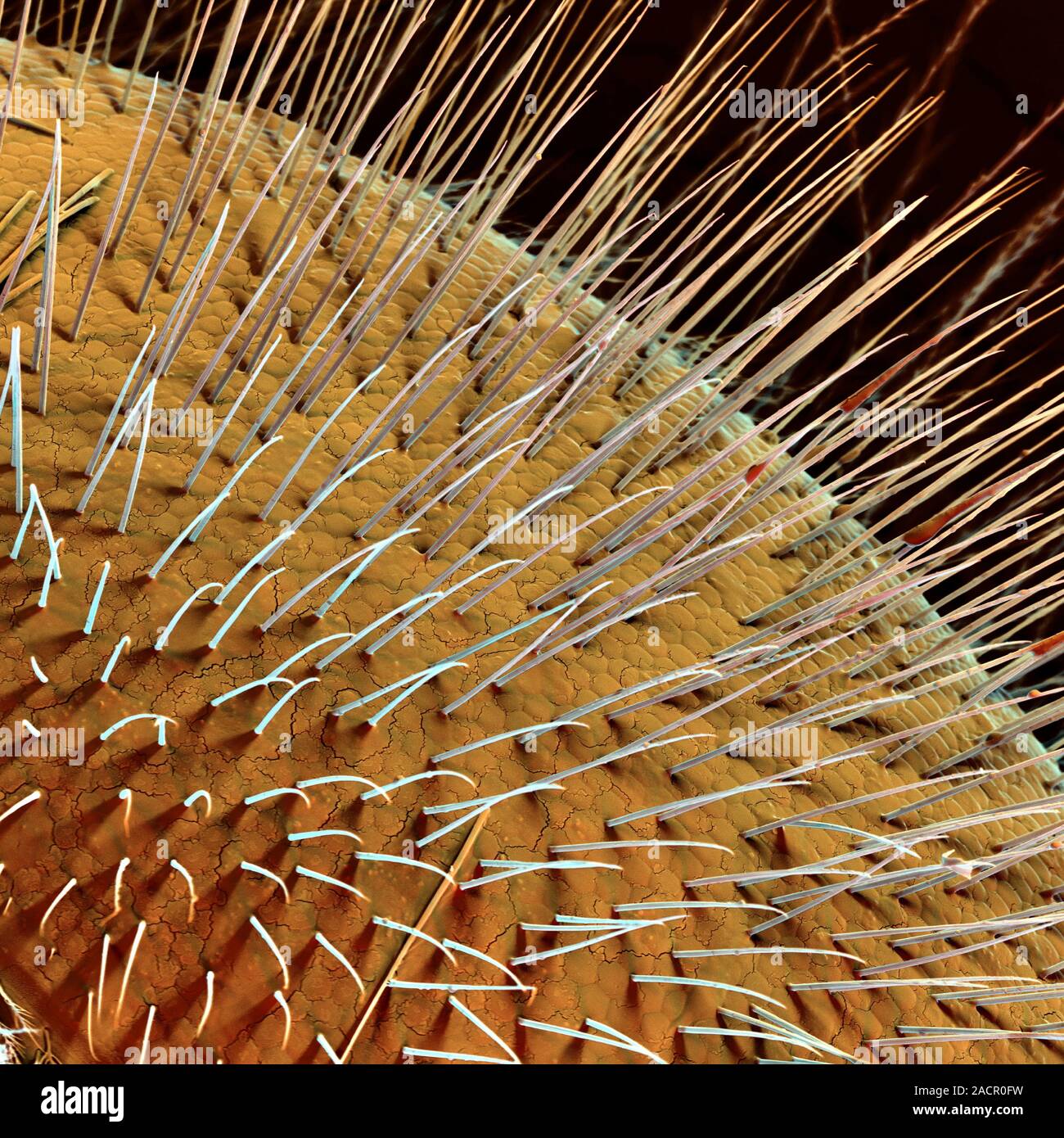 Honey Bee Eye Coloured Scanning Electron Micrograph Sem Of The Compound Eye Of A Honey Bee