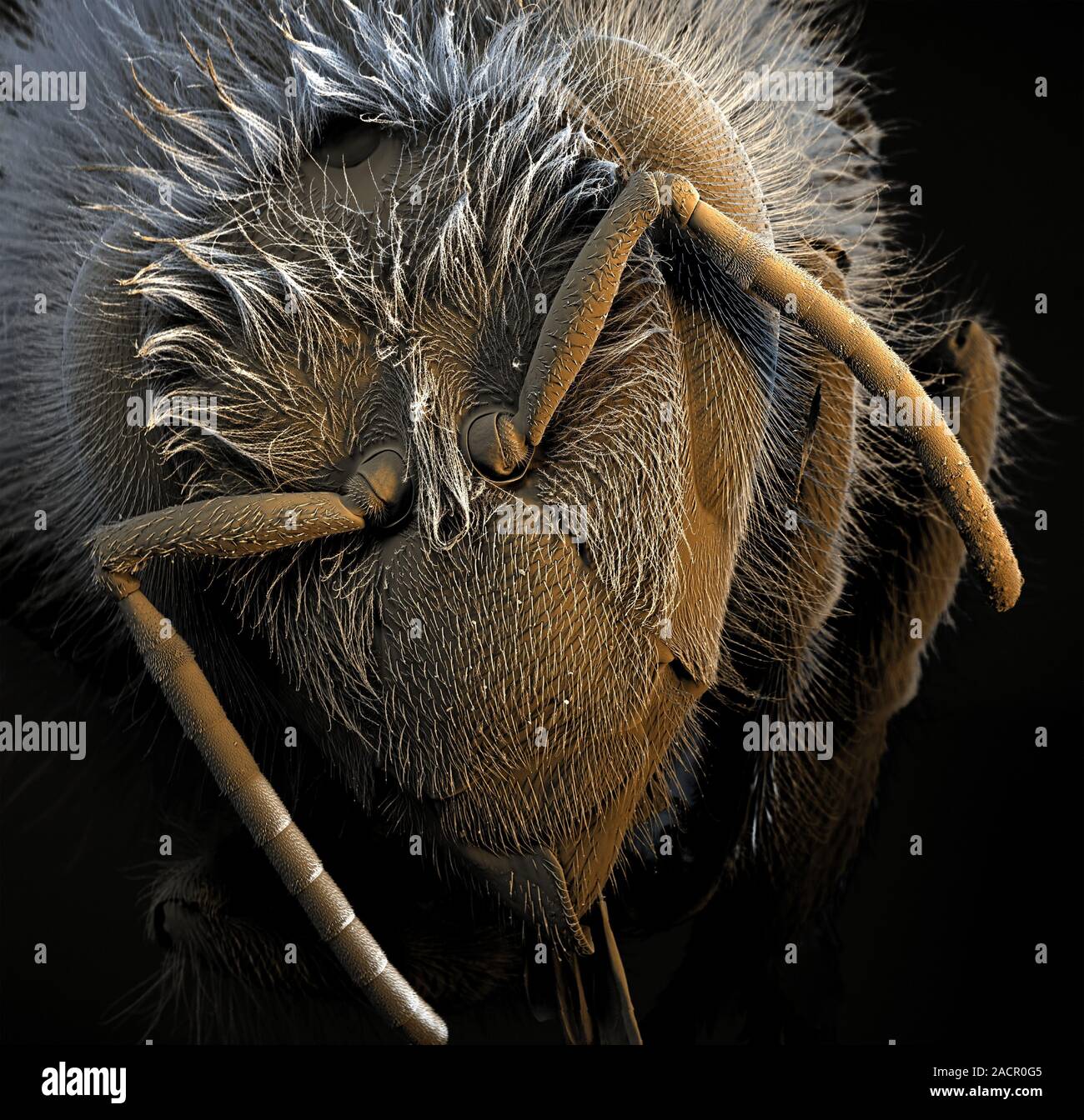 Honey bee head. Coloured scanning electron micrograph (SEM) of the head ...