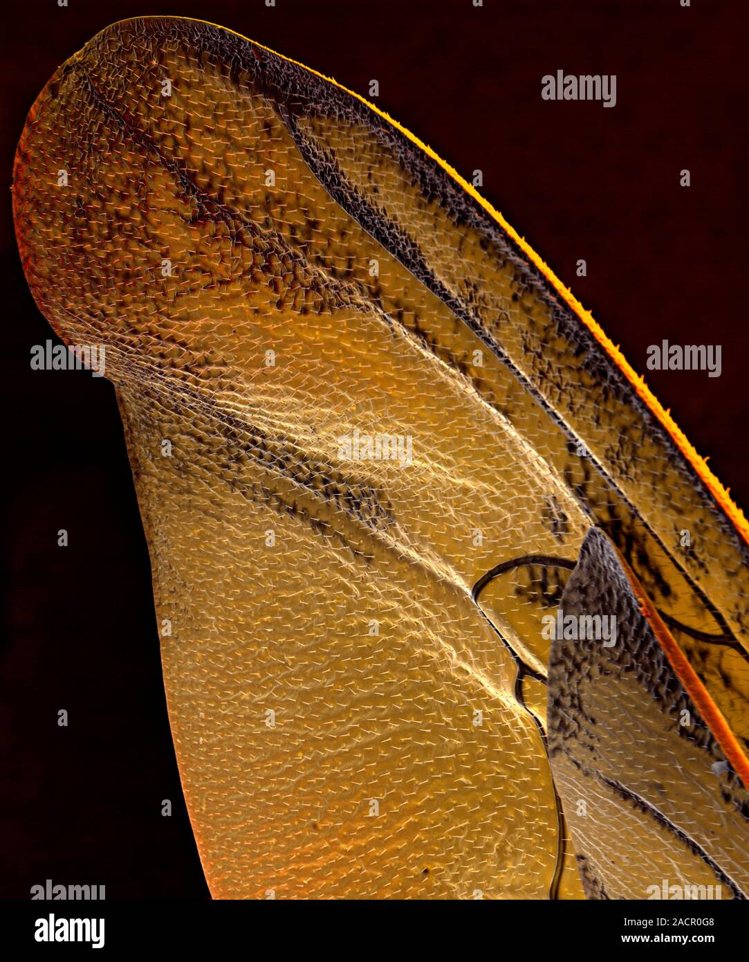 Honey Bee Wing Coloured Scanning Electron Micrograph Sem Of The Wing Of A Honey Bee Apis Sp