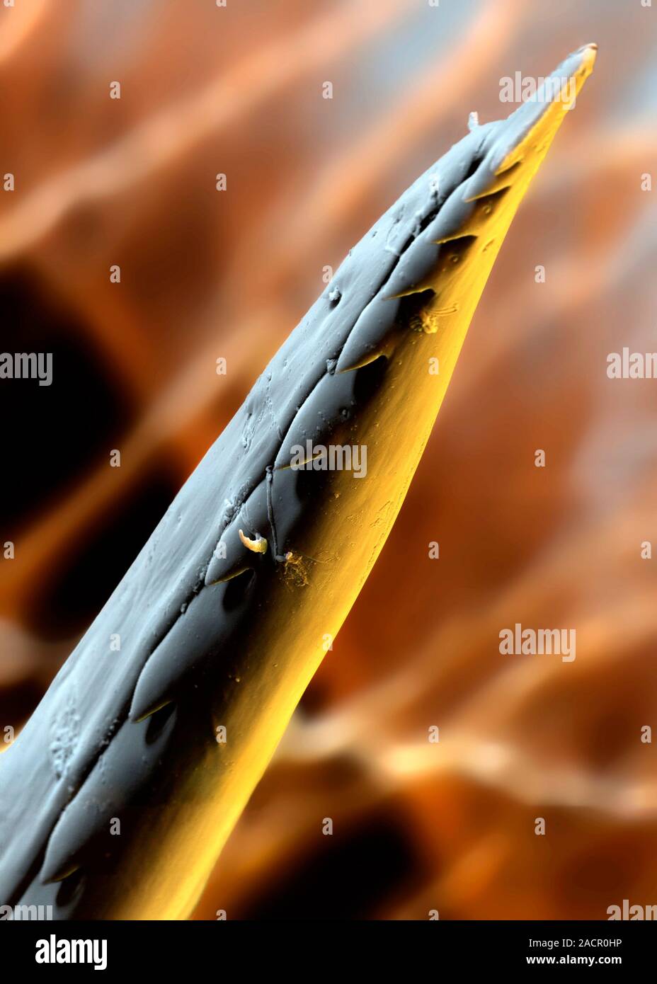 Honey bee stinger. Coloured scanning electron micrograph (SEM) of the ...