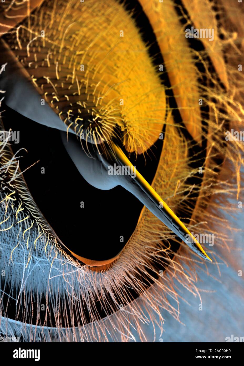 Honey Bee Stinger Coloured Scanning Electron Micrograph Sem Of The End Of A Honey Bee Apis