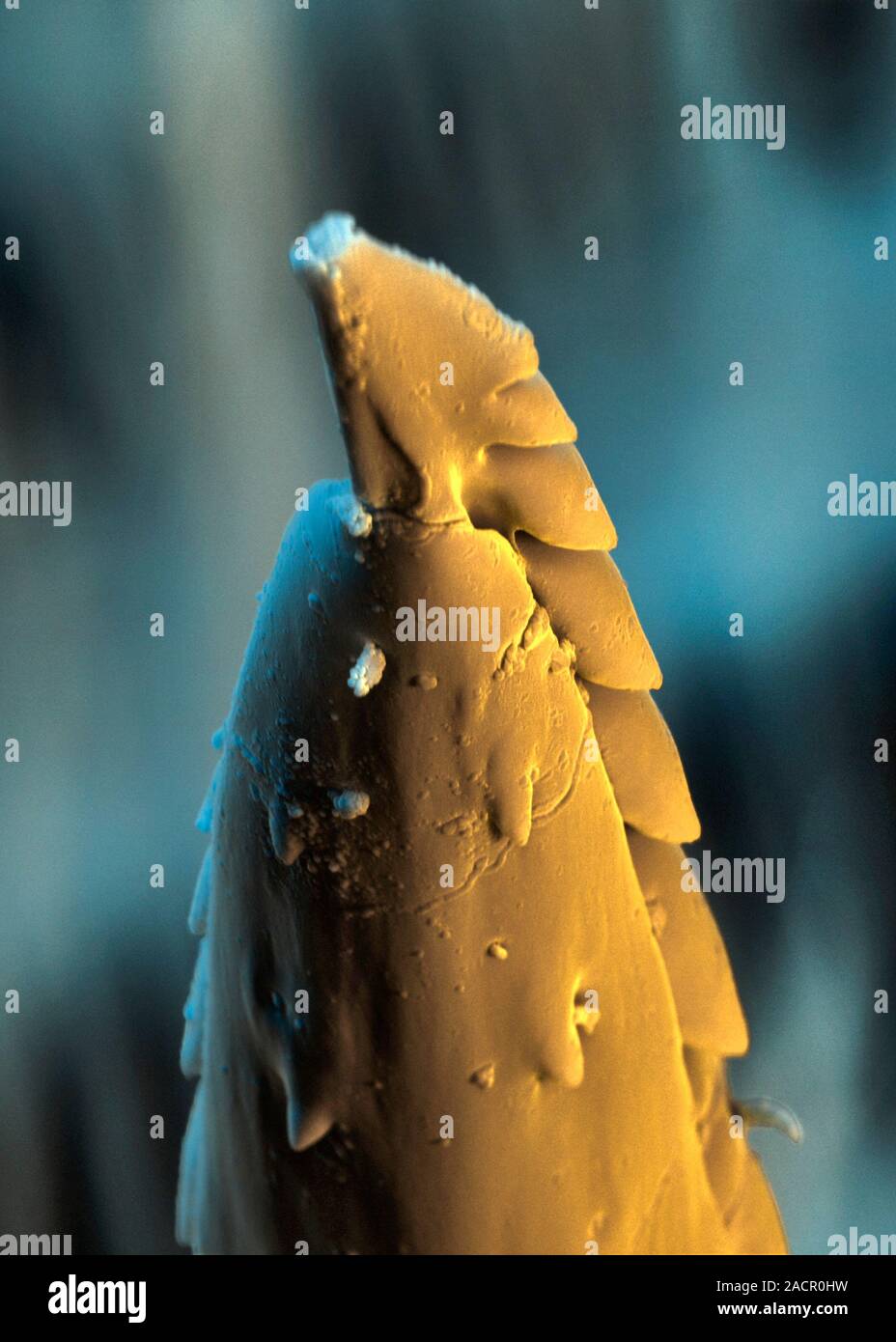 Honey Bee Stinger Coloured Scanning Electron Micrograph Sem Of The Barbed Stinger On A Honey