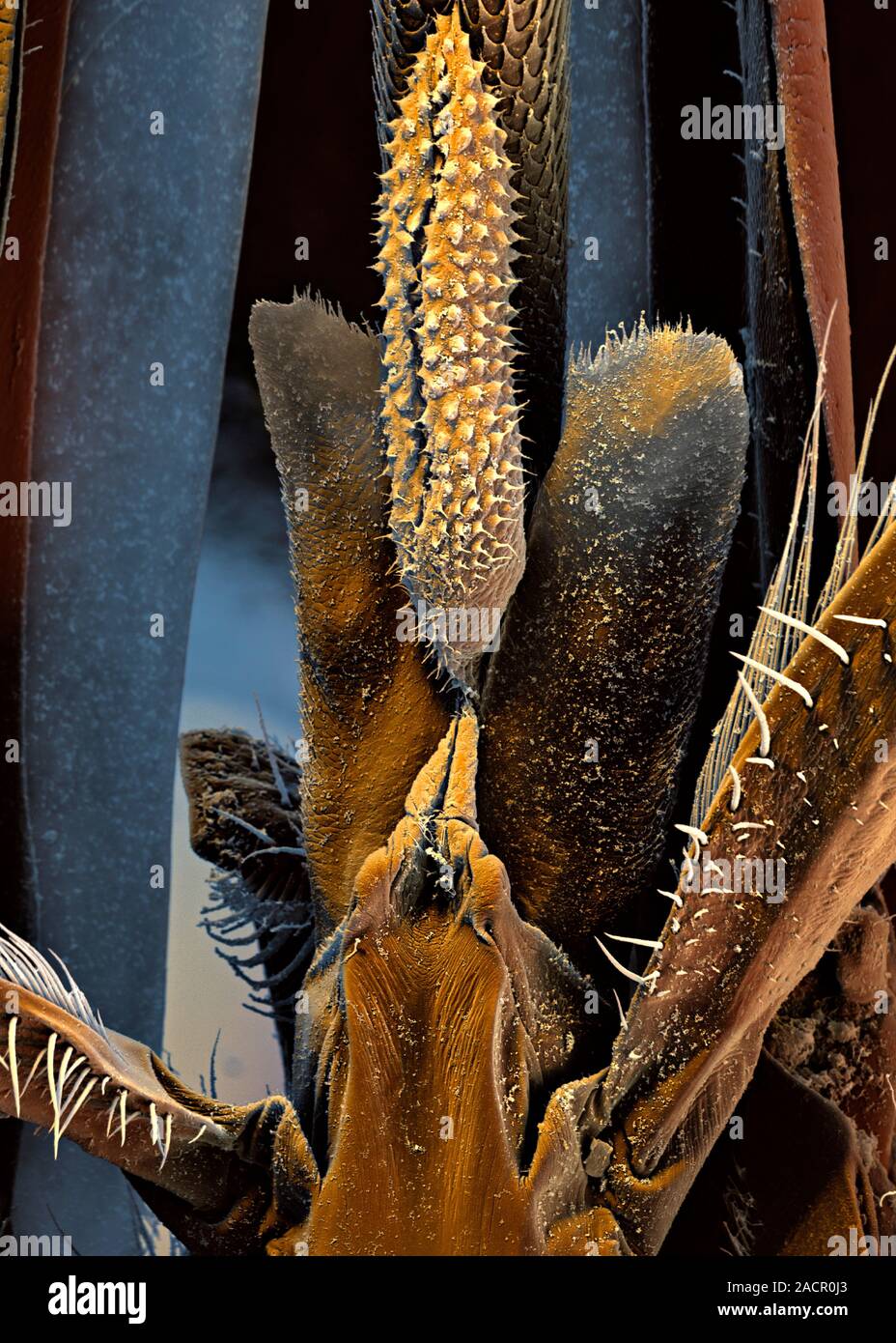 Honey bee mouthparts. Coloured scanning electron micrograph (SEM) of ...