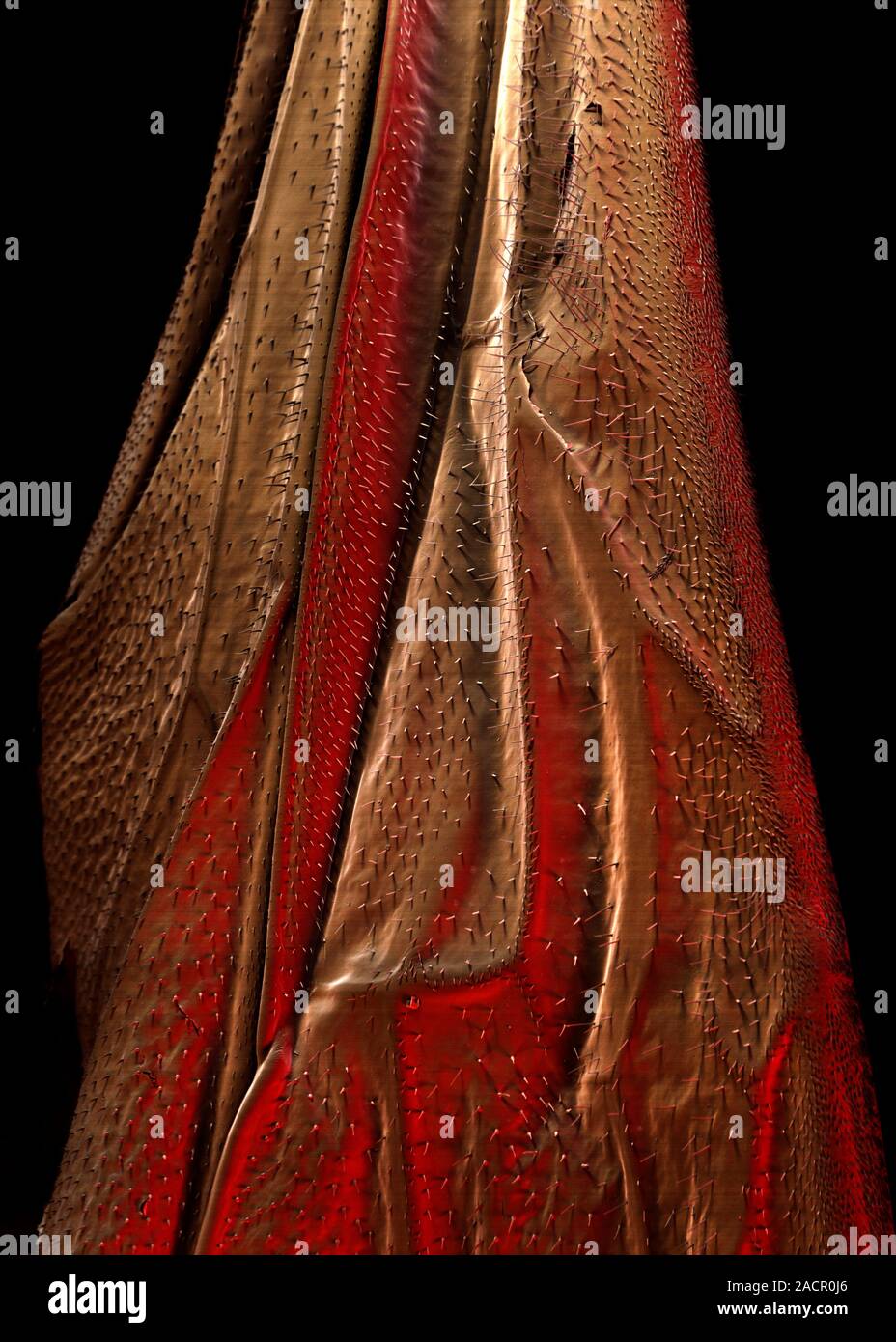 Honey bee wing. Coloured scanning electron micrograph (SEM) of the wing ...