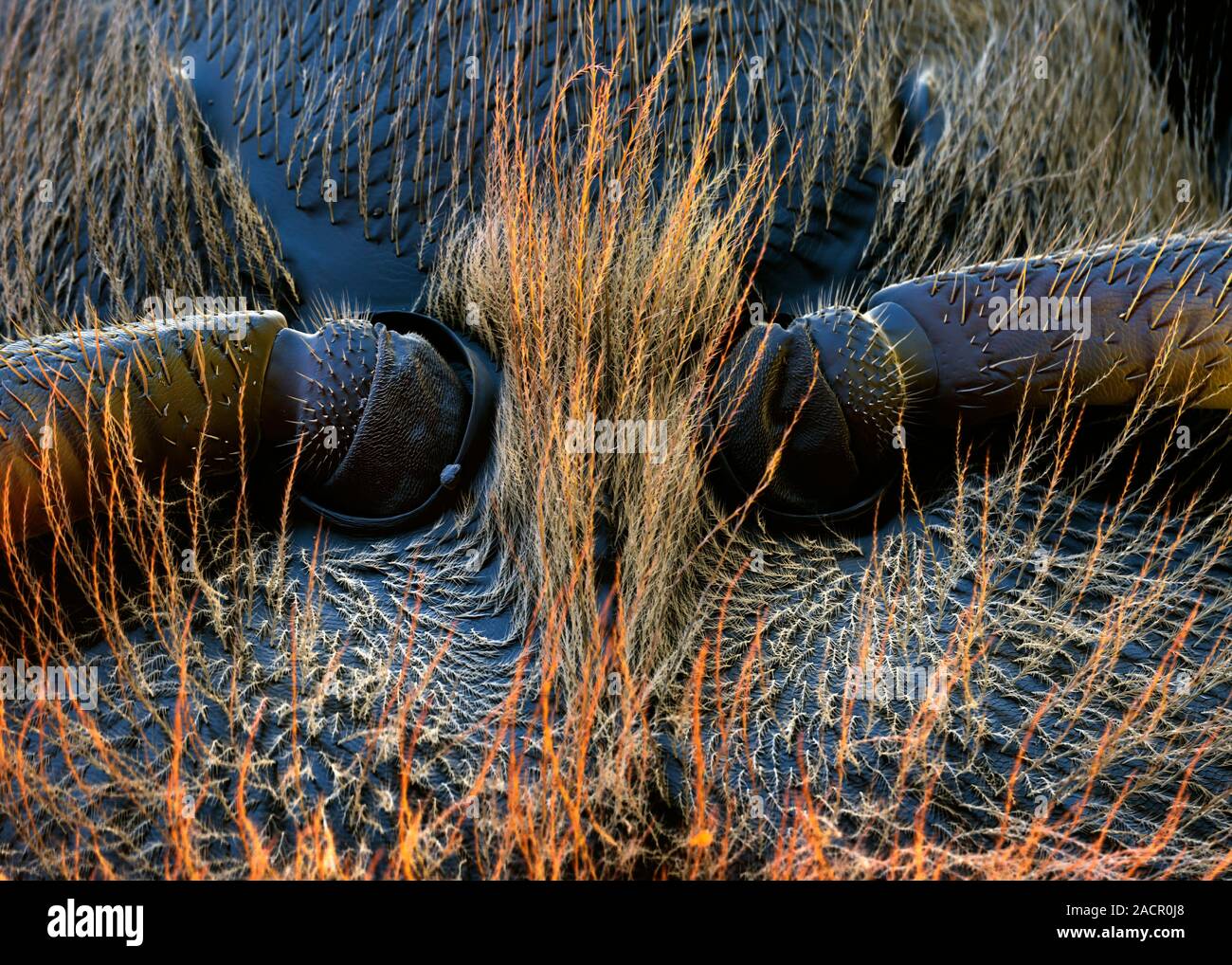 Honey Bee Antennae Coloured Scanning Electron Micrograph Sem Of The Head Of A Honey Bee Apis