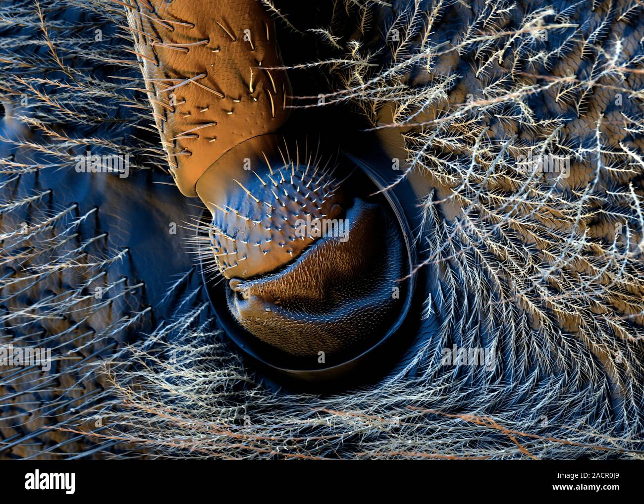 Honey Bee Antenna Coloured Scanning Electron Micrograph Sem Of The Head Of A Honey Bee Apis
