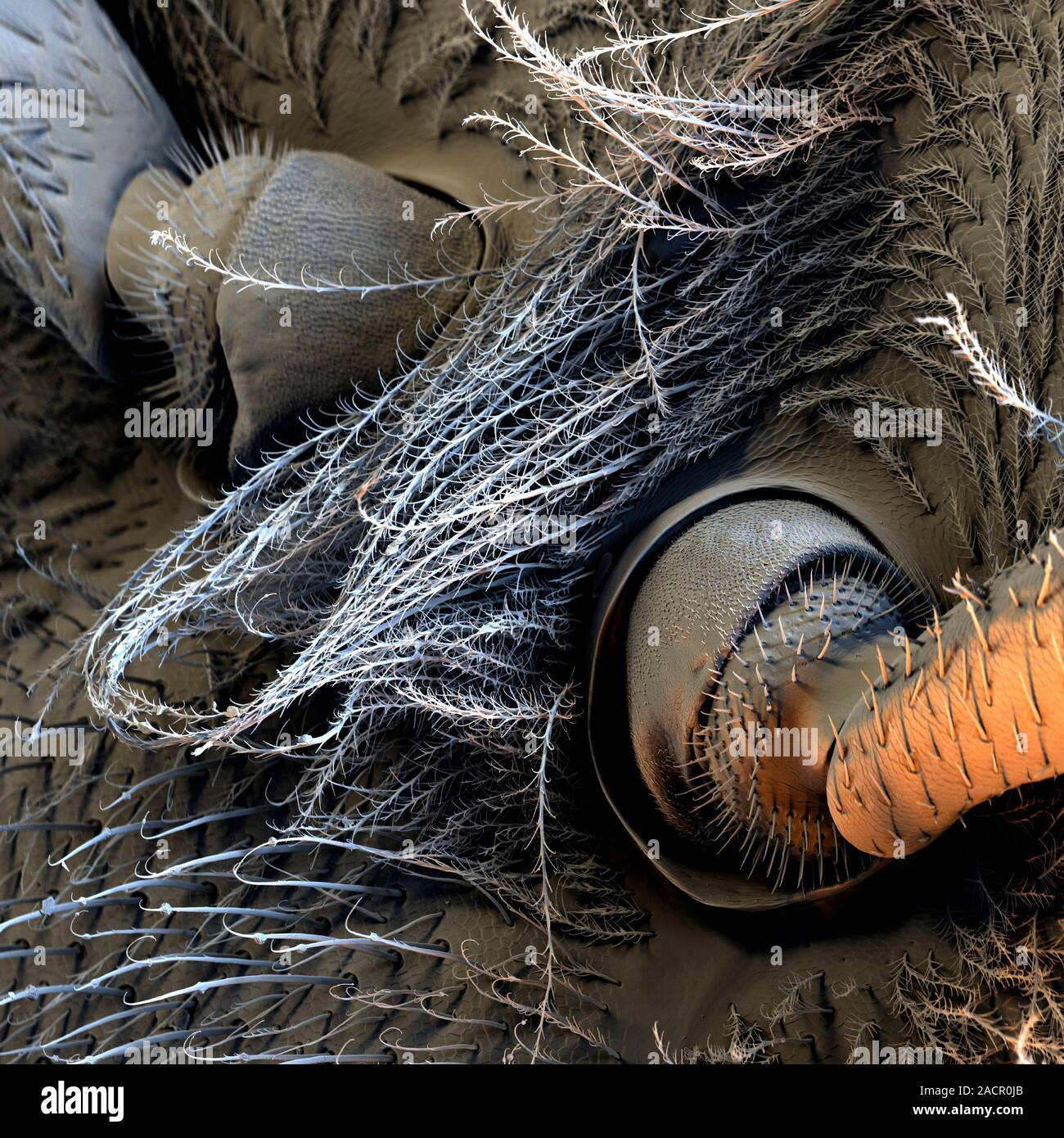 Honey Bee Antennae Coloured Scanning Electron Micrograph Sem Of The Head Of A Honey Bee Apis