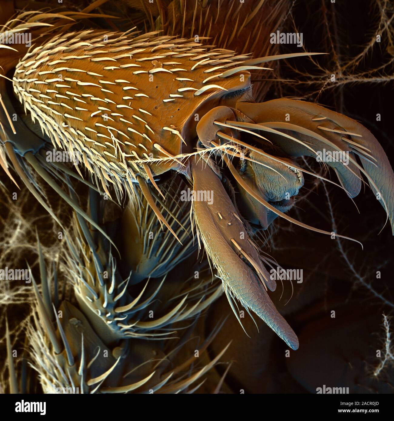 Honey Bee Foot Coloured Scanning Electron Micrograph Sem Of The Leg Of A Honey Bee Apis Sp