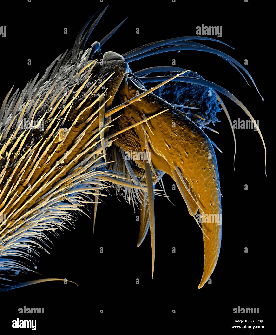 Honey Bee Foot Coloured Scanning Electron Micrograph Sem Of The Leg Of A Honey Bee Apis Sp