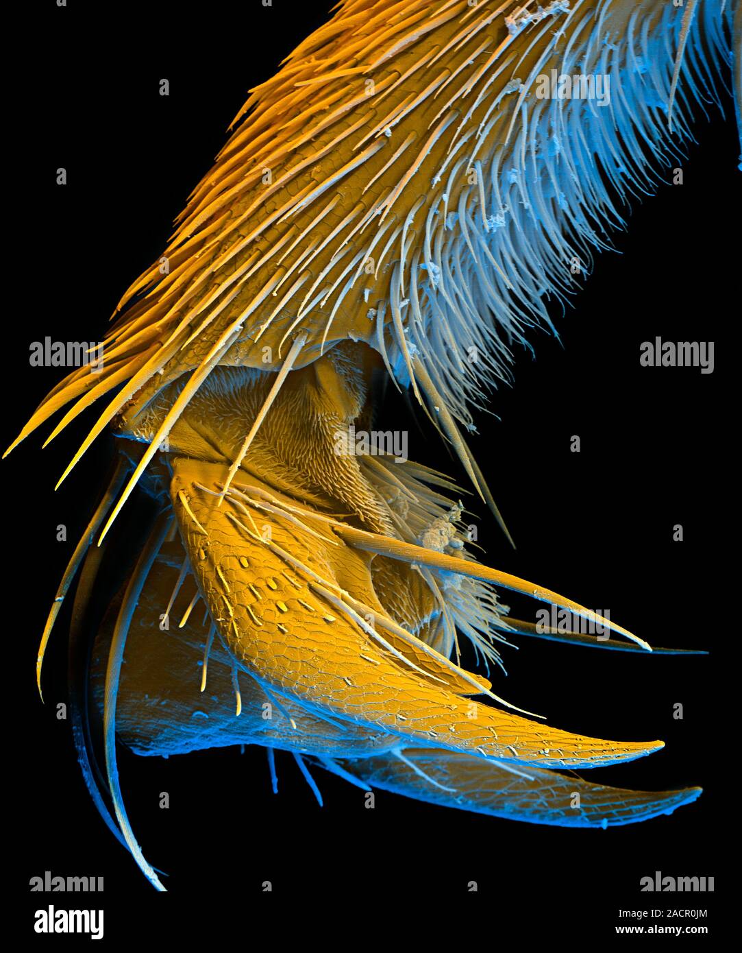 Honey bee foot. Coloured scanning electron micrograph (SEM) of the leg ...