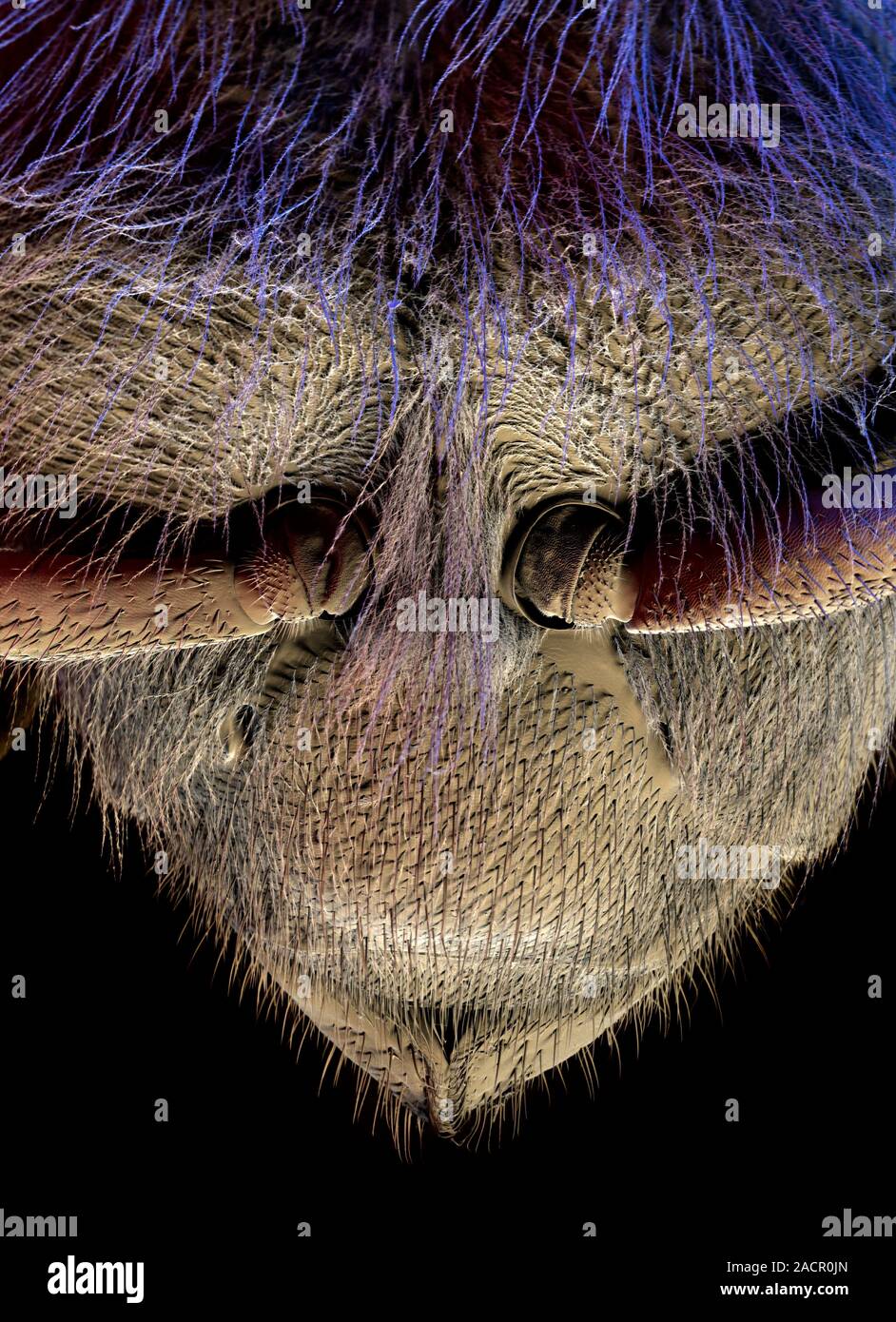 Honey Bee Antennae Coloured Scanning Electron Micrograph Sem Of The Top Of The Head Of A