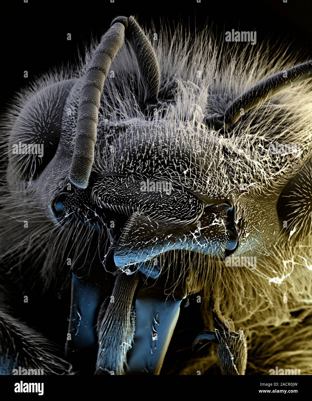 Honey bee head. Coloured scanning electron micrograph (SEM) of the head ...