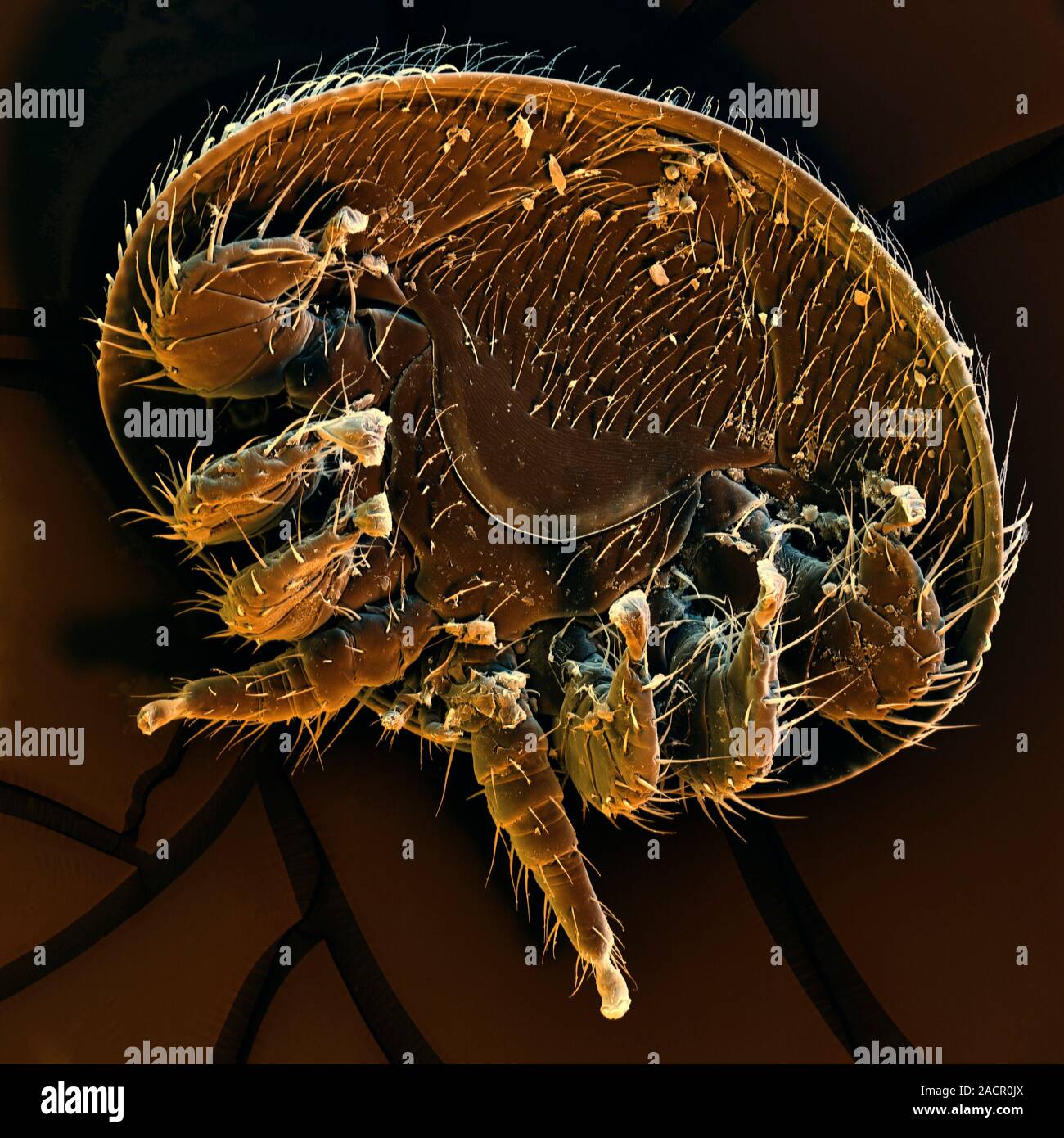 Honey bee mite. Coloured scanning electron micrograph (SEM) of the ...