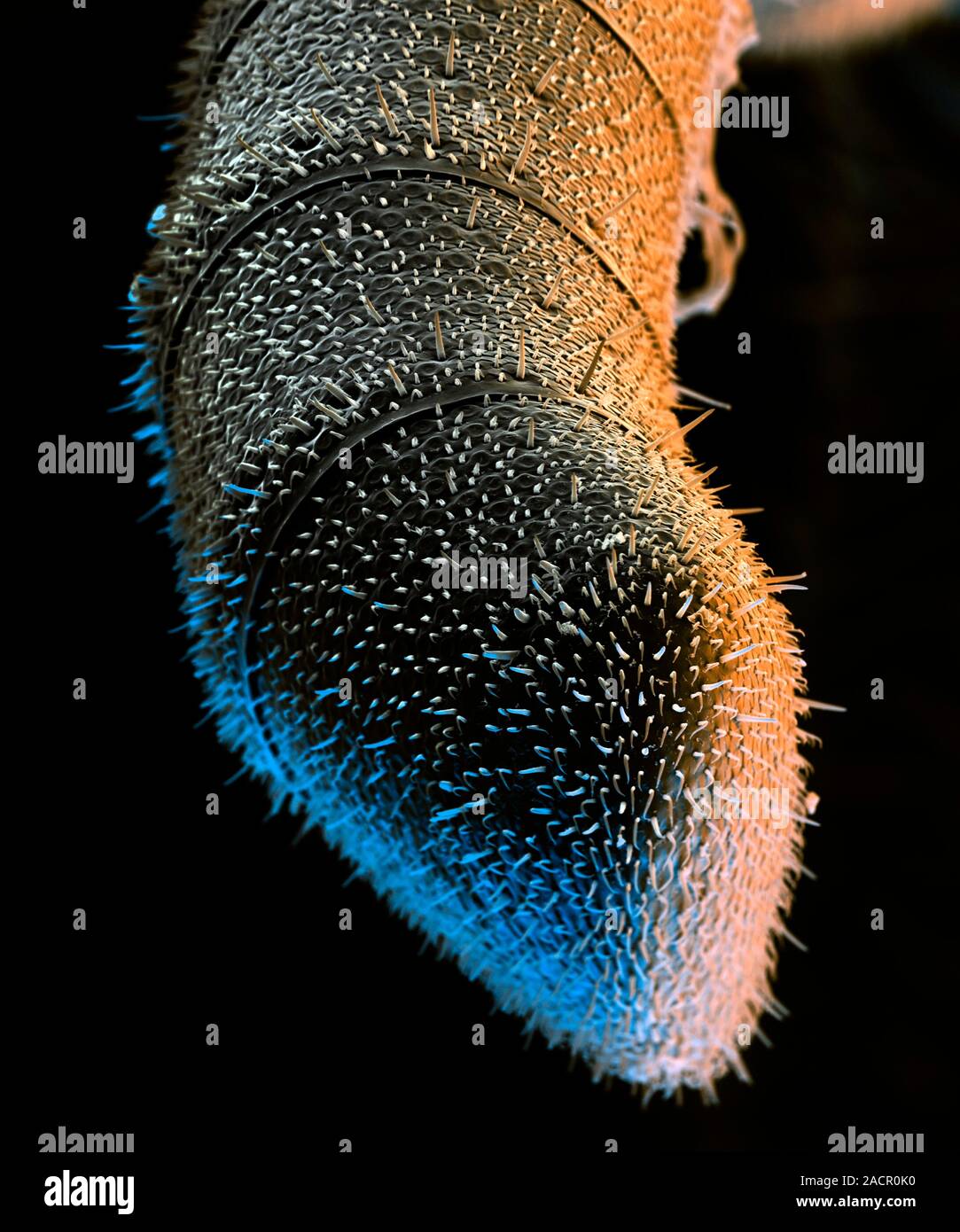 Honey Bee Antenna Coloured Scanning Electron Micrograph Sem Of The Tip Of An Antenna From A