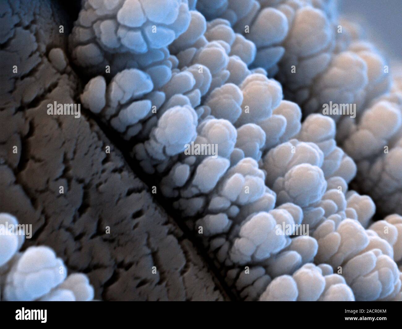 Nickel dendrites. Coloured stereoscopic scanning electron micrograph ...