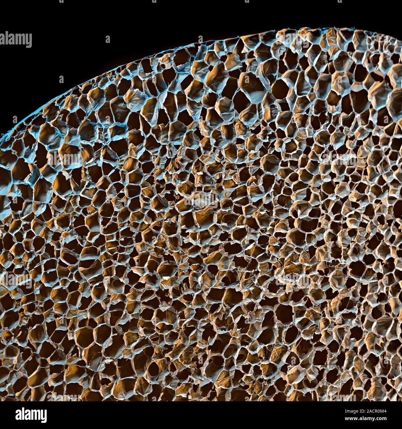 Polystyrene foam. Coloured scanning electron micrograph (SEM) of a ...