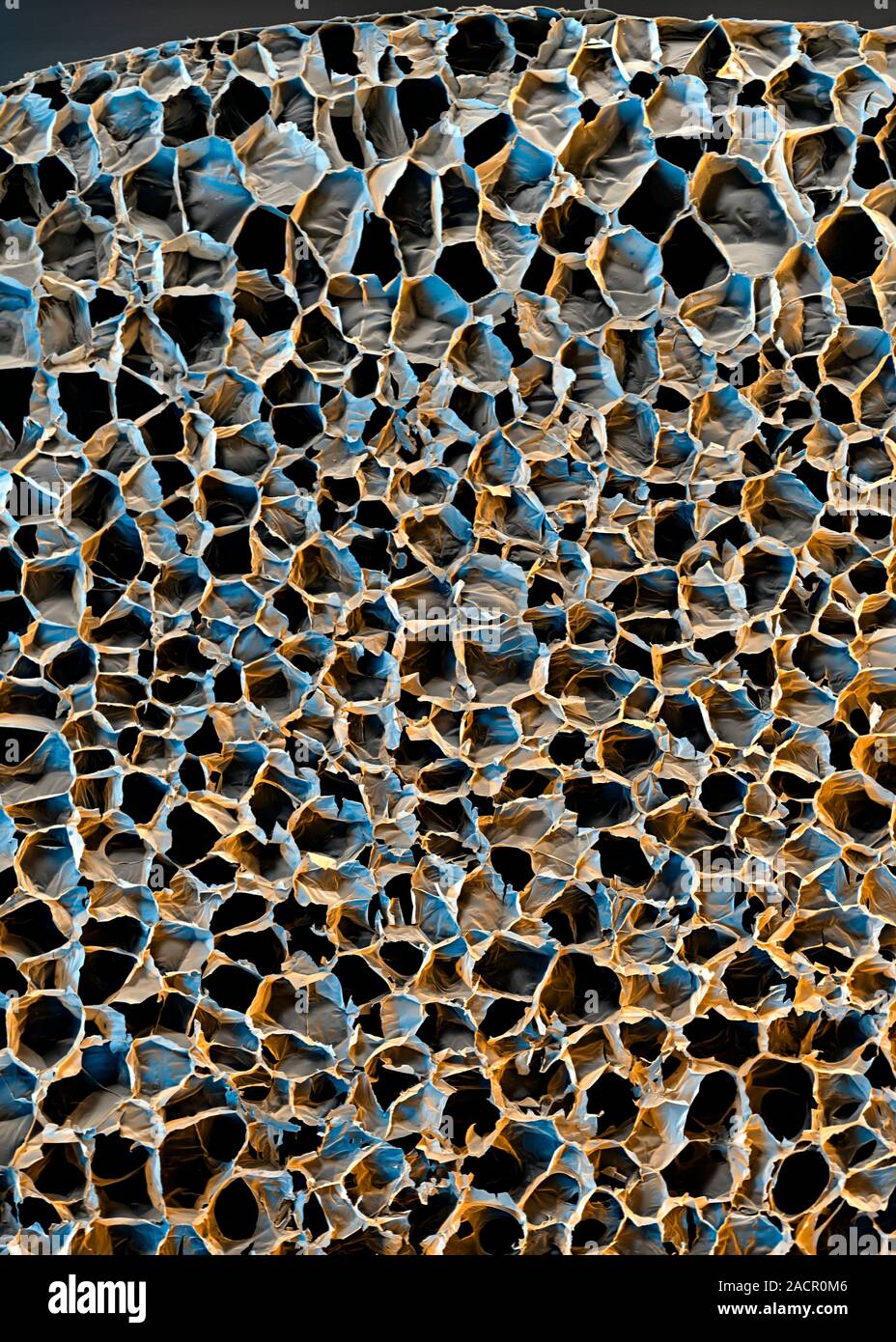 Polystyrene foam. Coloured scanning electron micrograph (SEM) of a ...