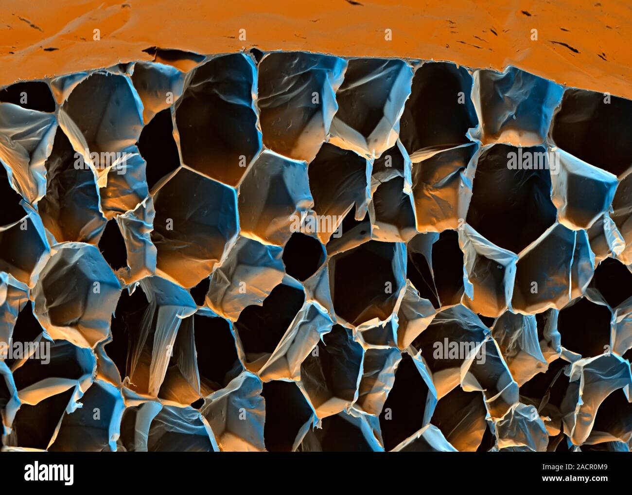 Polystyrene foam. Coloured scanning electron micrograph (SEM) of a ...