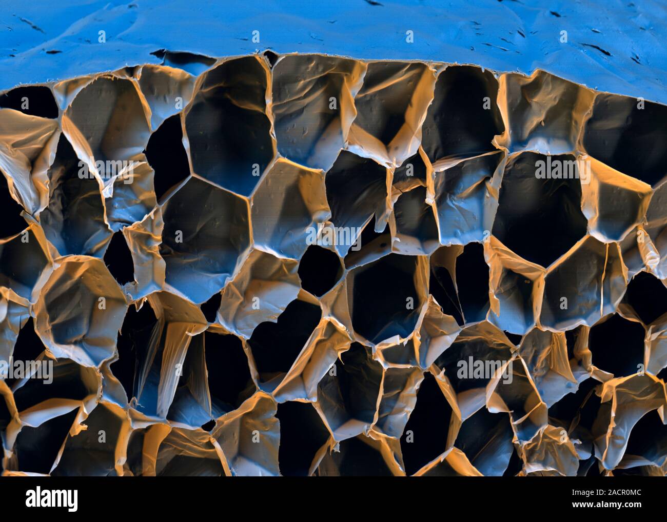 Polystyrene foam. Coloured scanning electron micrograph (SEM) of a ...