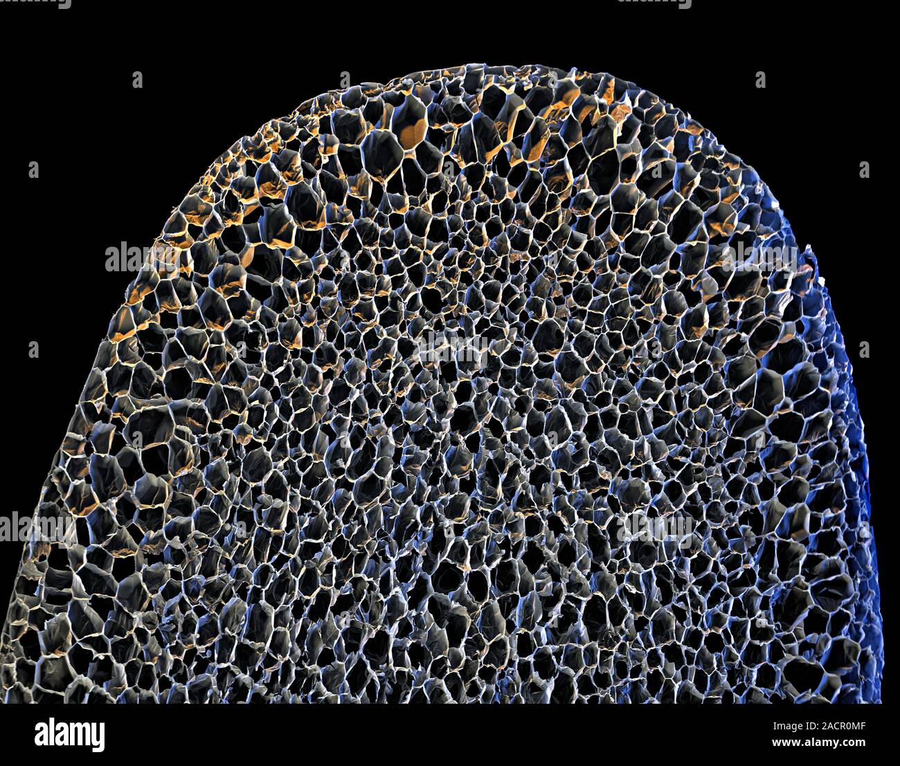 Polystyrene foam. Coloured scanning electron micrograph (SEM) of a ...