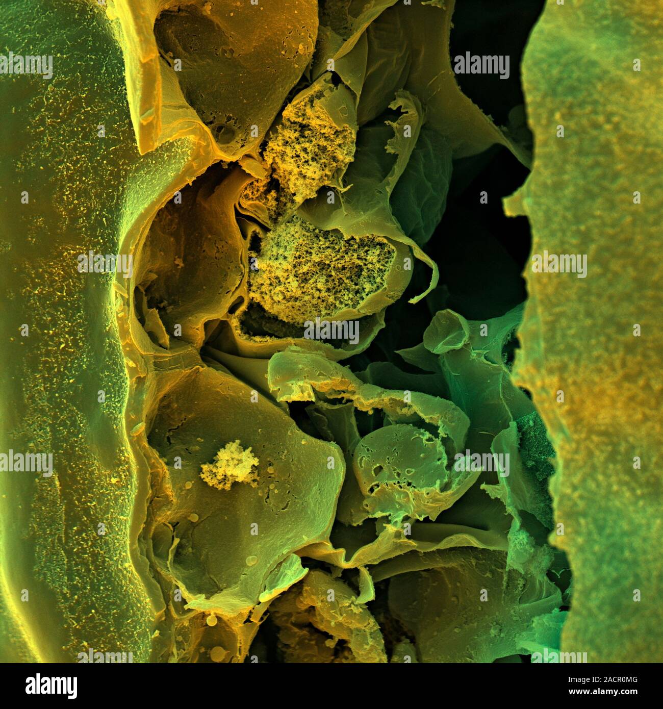 Ginkgo leaf. Coloured scanning electron micrograph (SEM) of a section ...