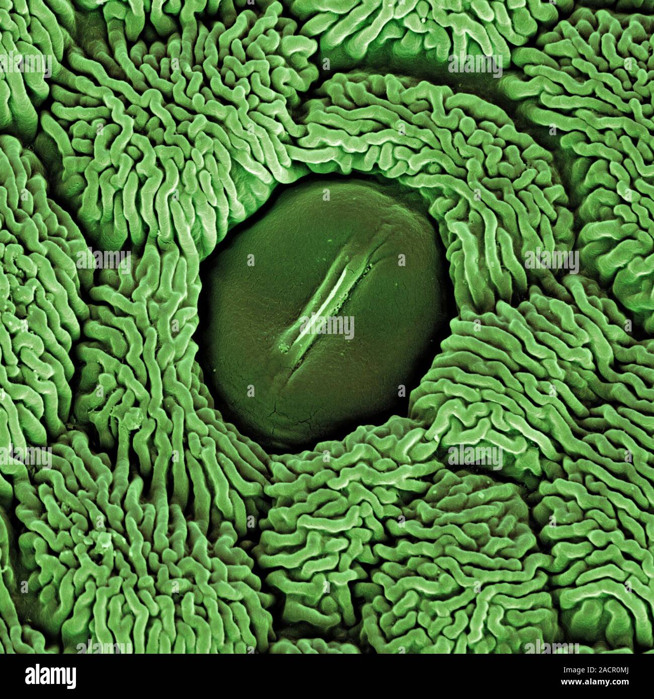 Coltsfoot leaf stoma. Coloured scanning electron micrograph (SEM) of a ...