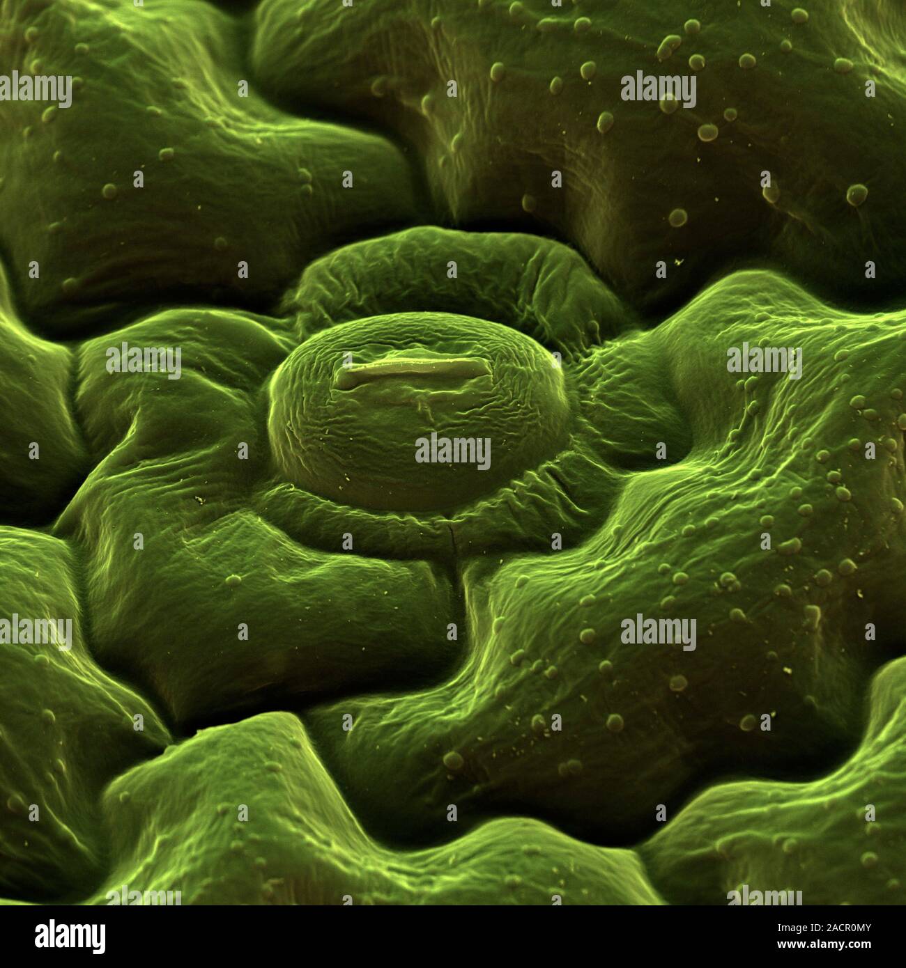 Sorrel leaf stoma. Coloured scanning electron micrograph (SEM) of a ...