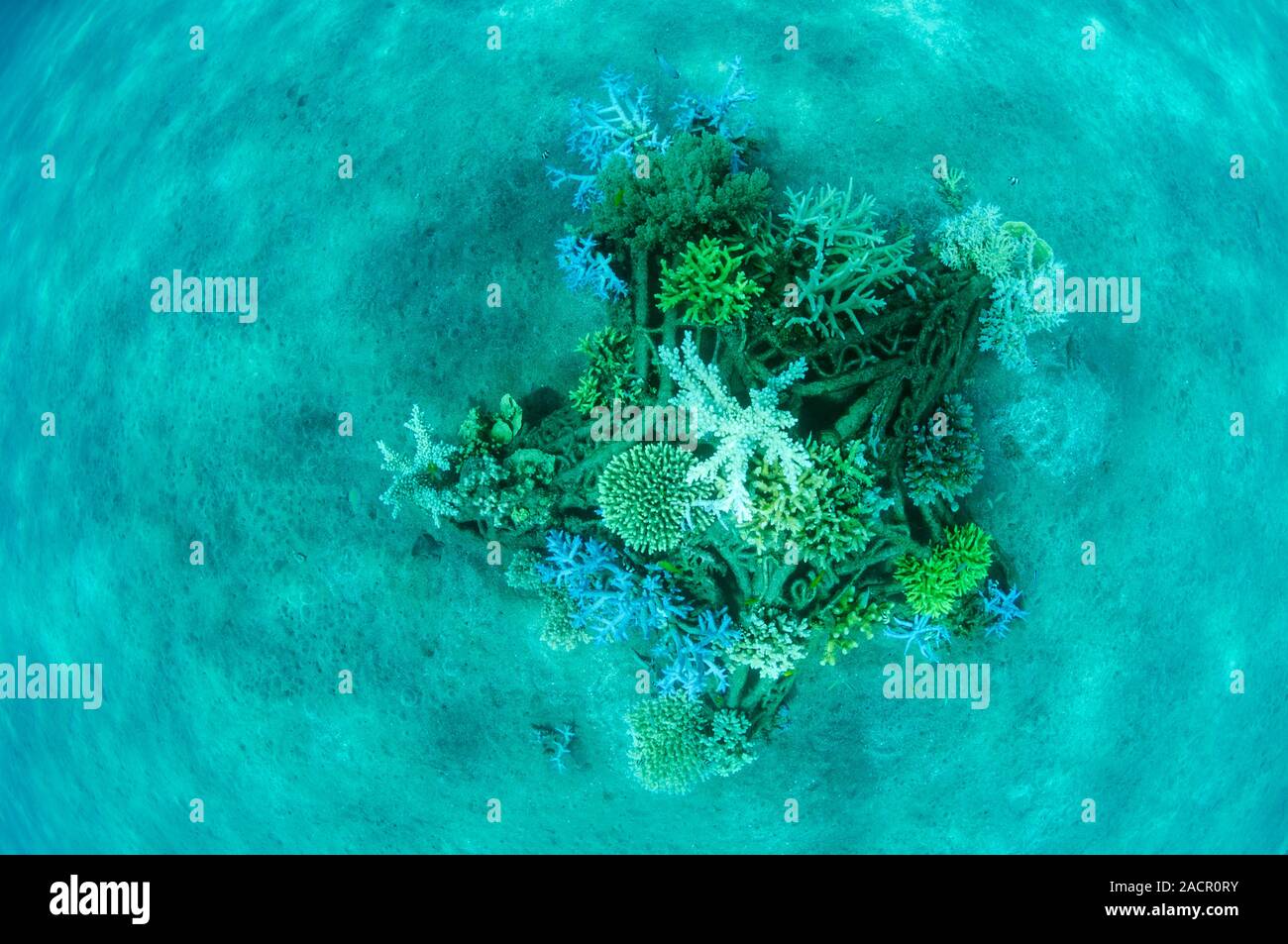 Biorock reef restoration. Healthy hard corals growing on a star-shaped ...