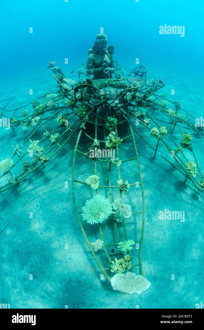 Biorock reef restoration. Healthy hard corals beginning to grow on a ...