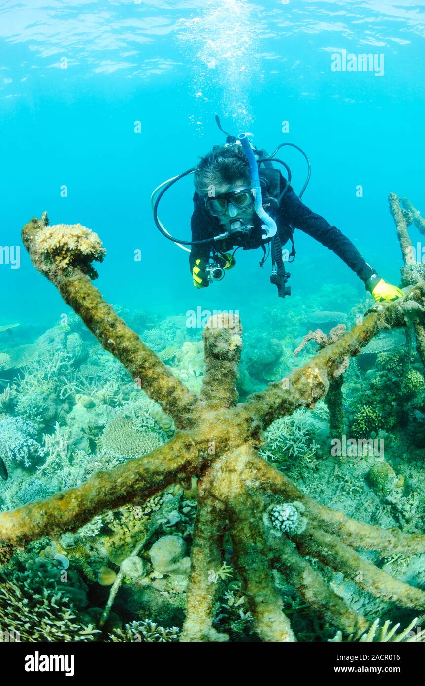 Biorock reef restoration. Marine biologist checking an established ...