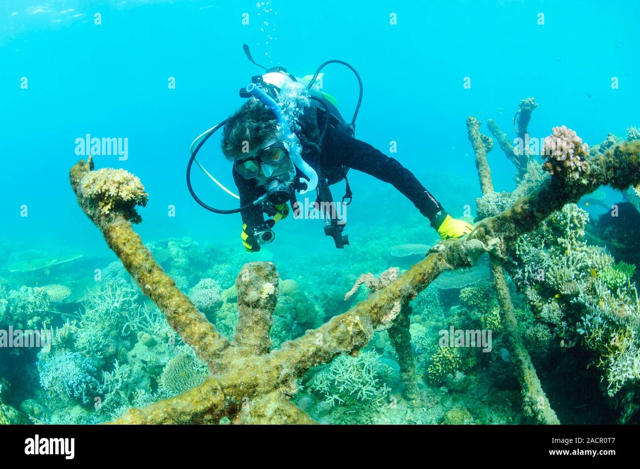 Biorock reef restoration. Marine biologist checking an established ...