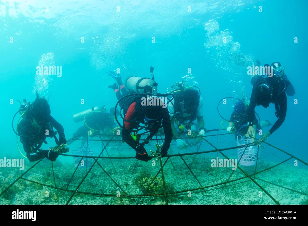 Biorock reef restoration. Marine biologists attaching coral fragments ...
