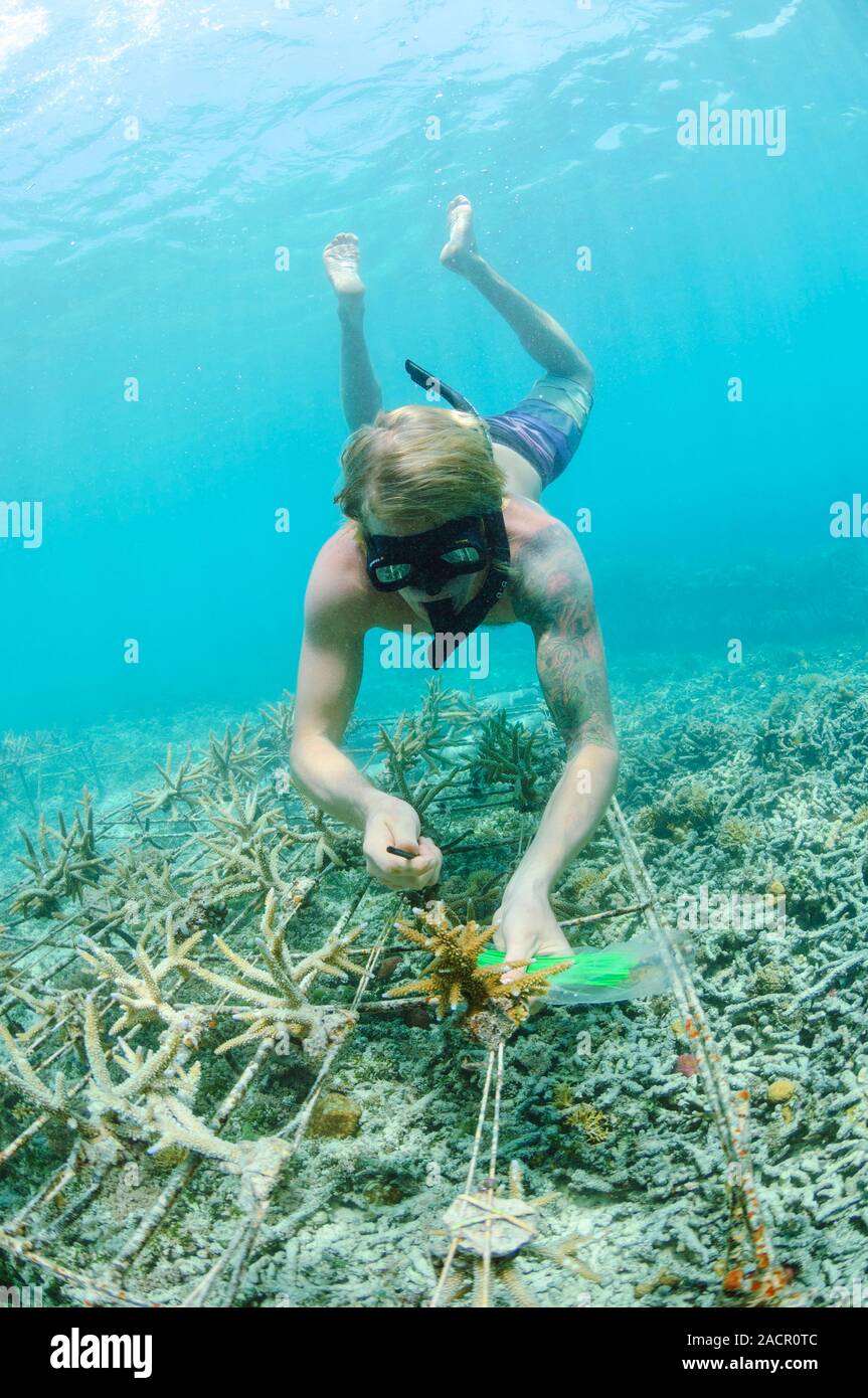 Biorock reef restoration. Marine biologist attaching coral fragments to ...