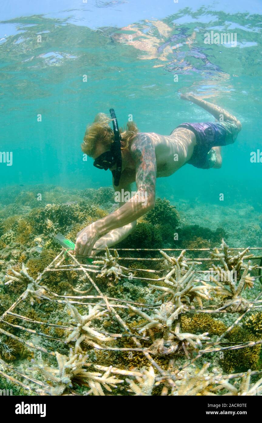 Biorock reef restoration. Marine biologist attaching coral fragments to ...