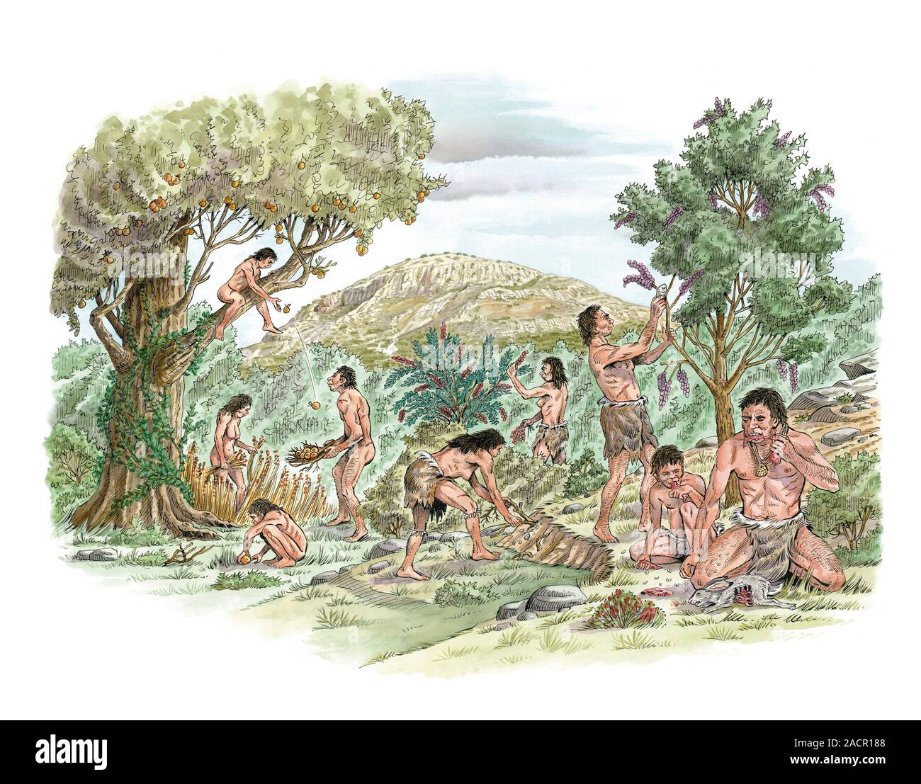 Palaeolithic food gathering. Artwork of humans gathering, scavenging ...