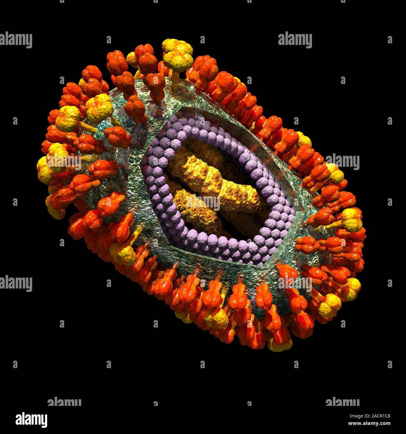 This image may not be used in educational posters Influenza virus. Cut ...