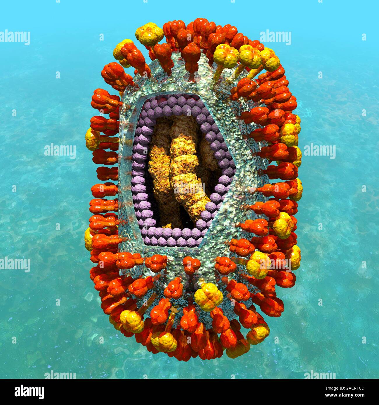 This image may not be used in educational posters Influenza virus. Cut ...